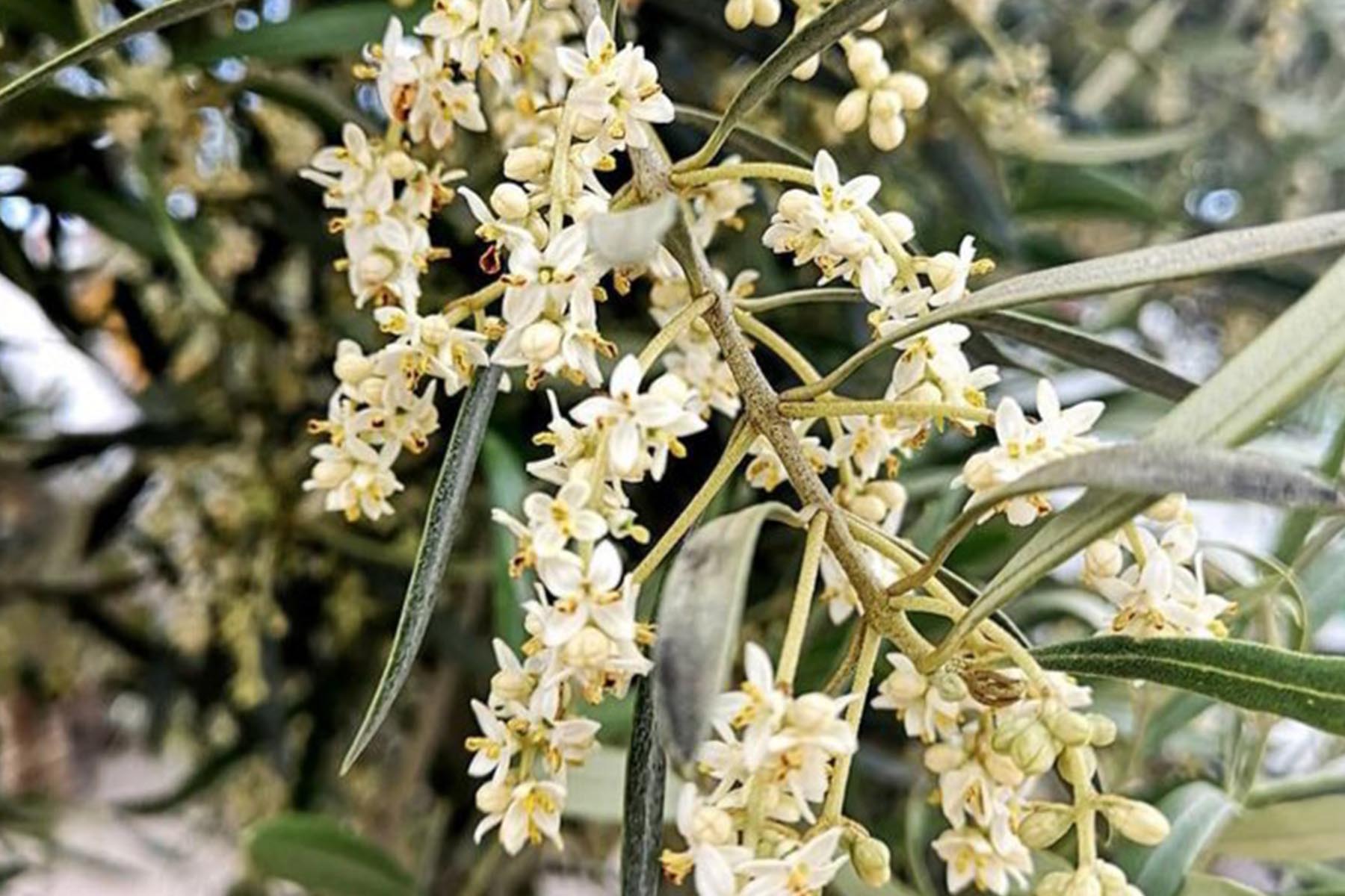 Empresa - Aceitunas la Ibérica